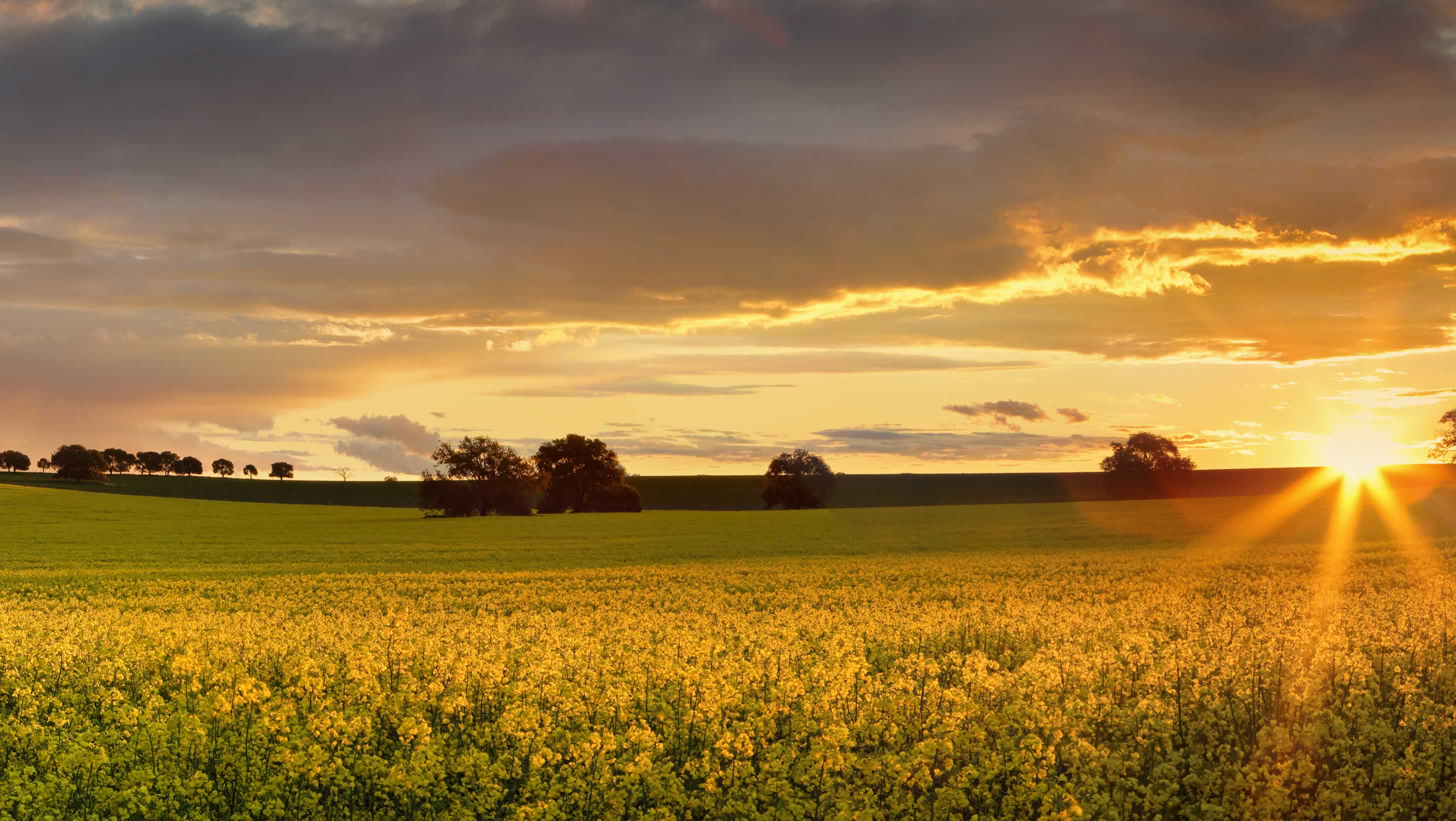 Green Compass - Summation